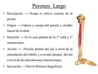 Origen E Inserción Del Peroneo Largo