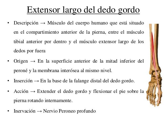 Músculos de la pierna