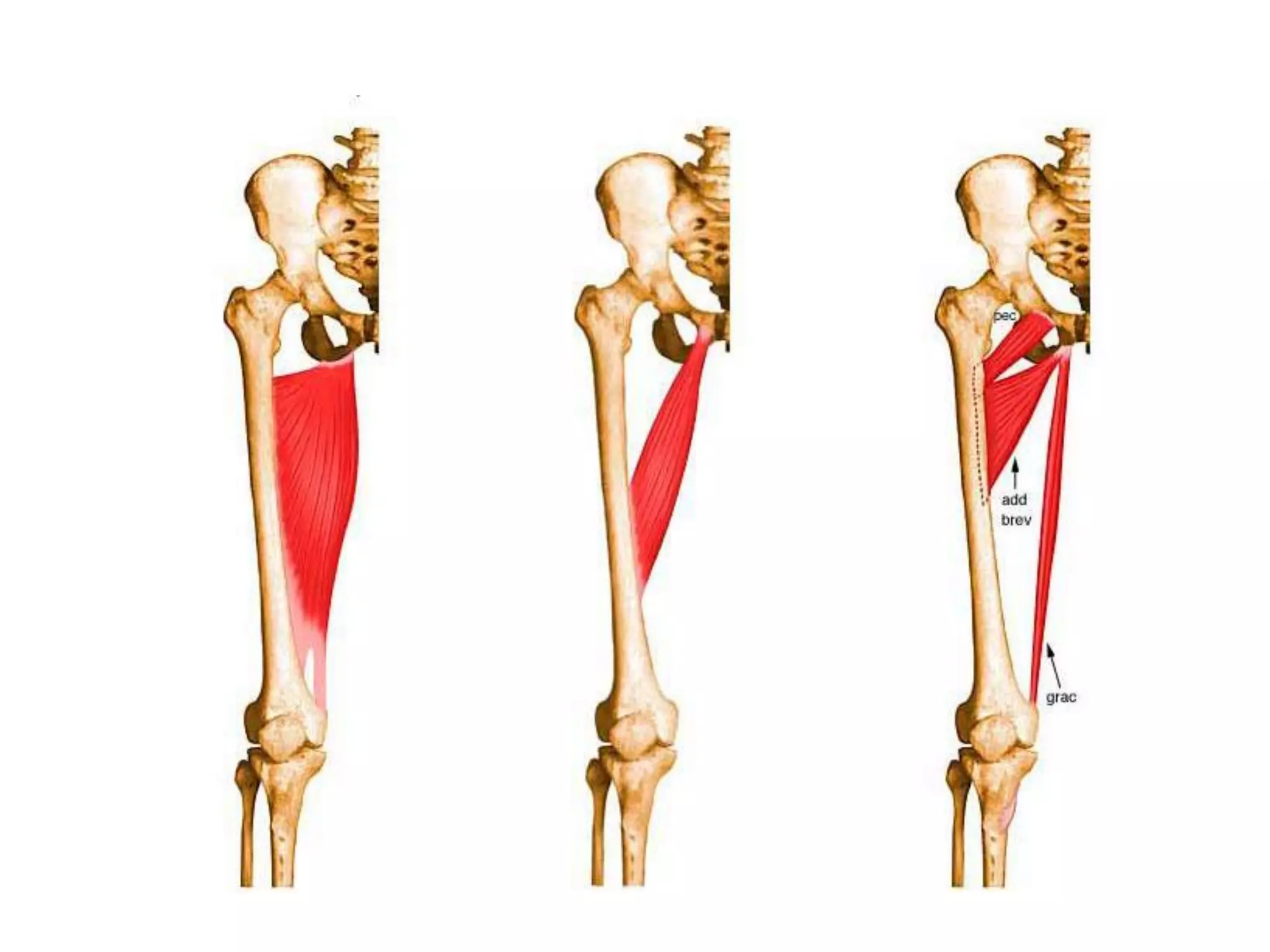 Músculos de la región femoral | PPT