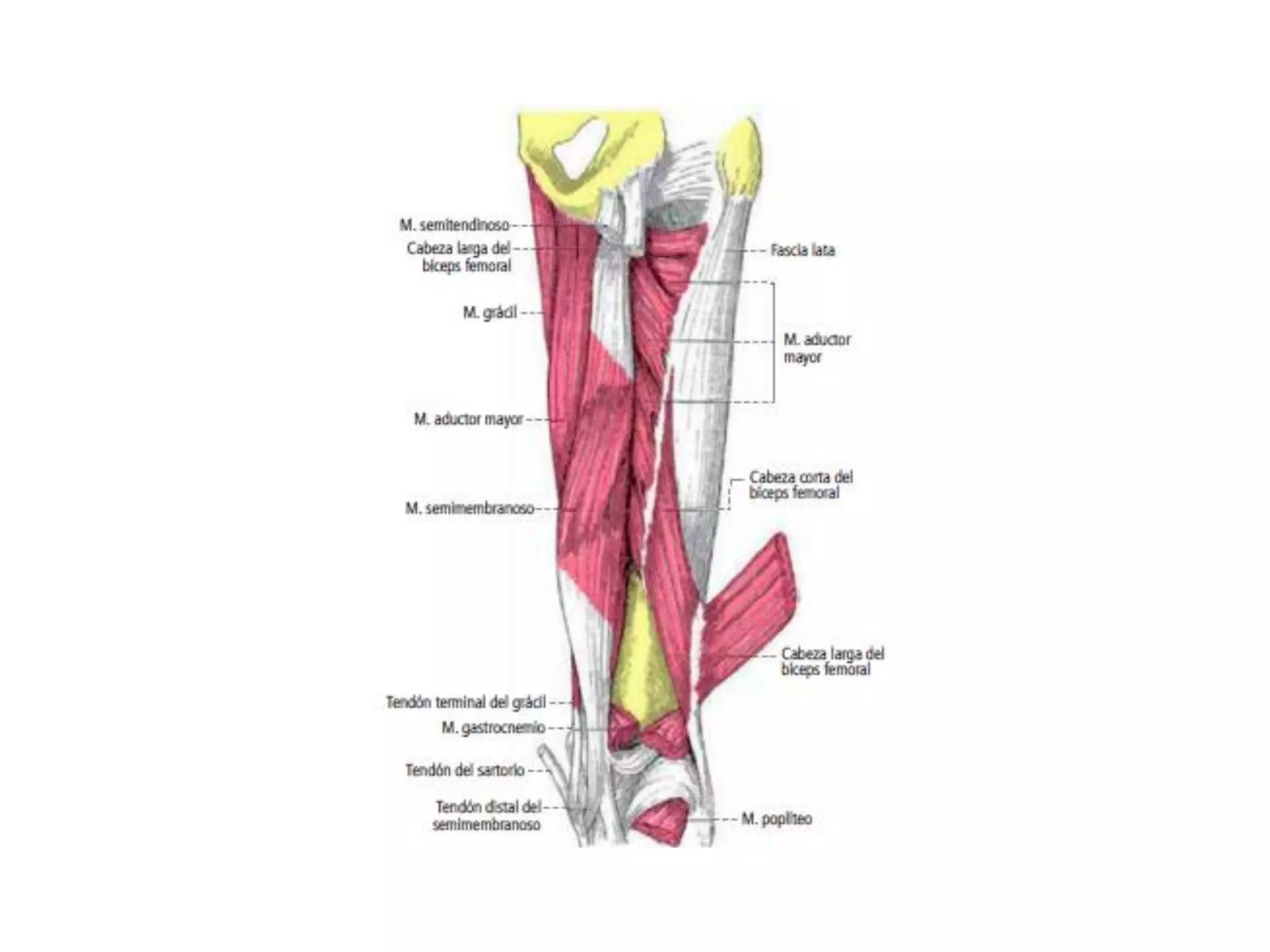 Músculos de la región femoral | PPT