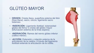 Origen E Inserción Del Glúteo Medio