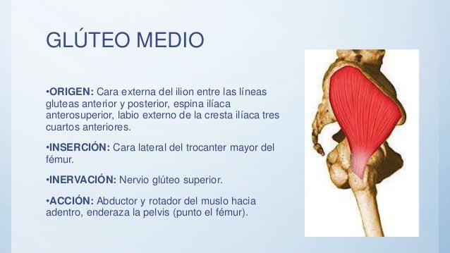 Músculos de la región glútea