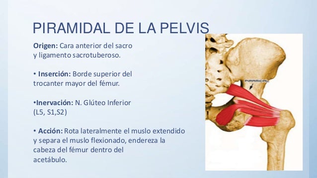 Músculos de la región glútea