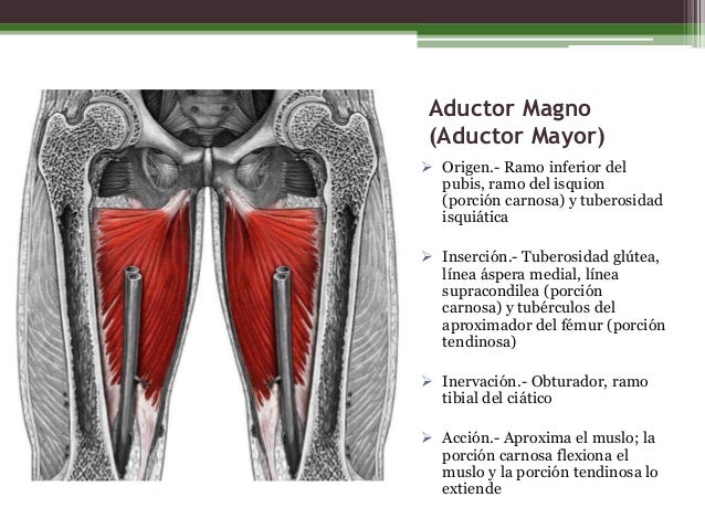 Músculos de la región medial del muslo