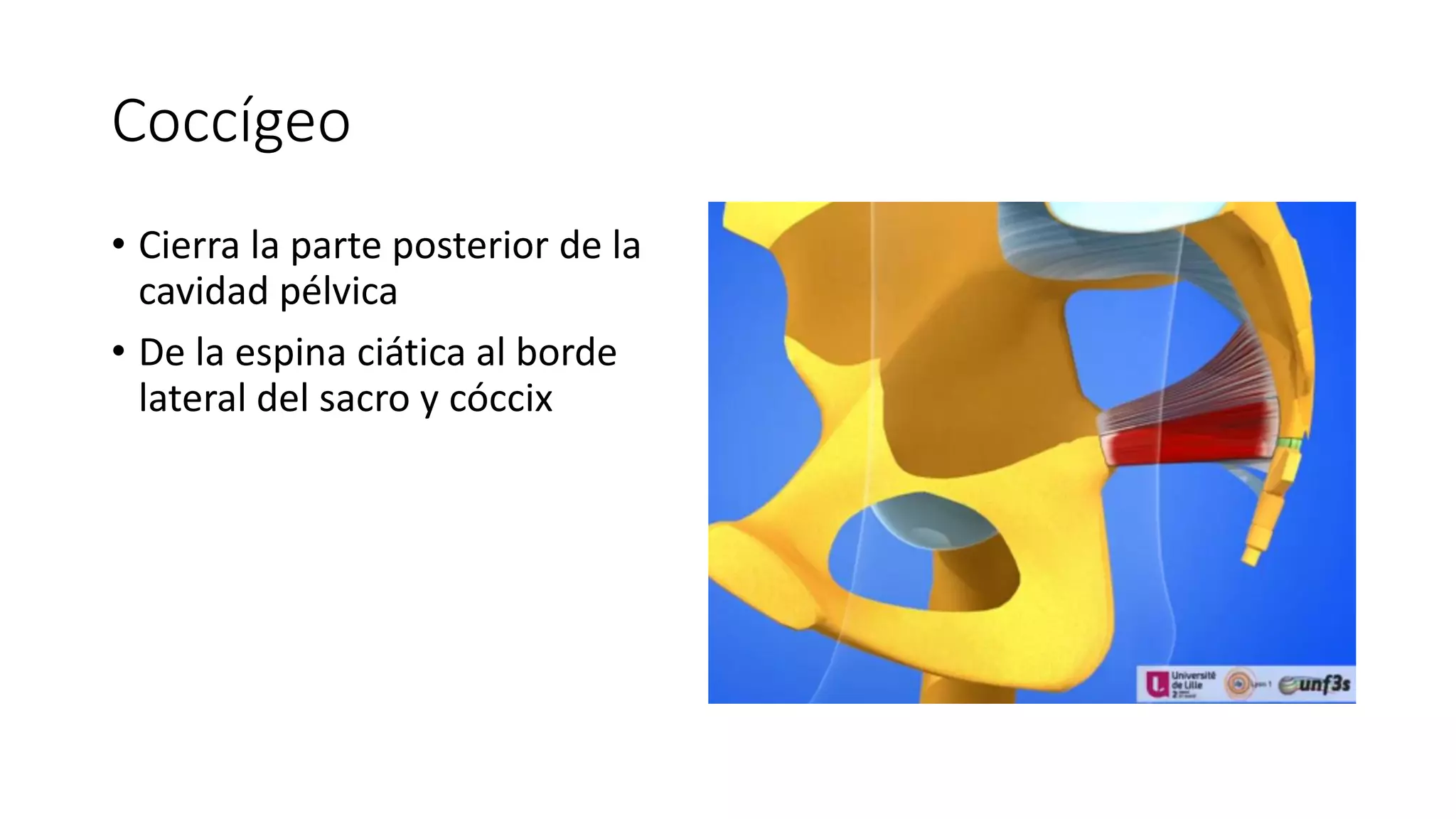 Músculos de las paredes internas de la cavidad pélvica | PPT