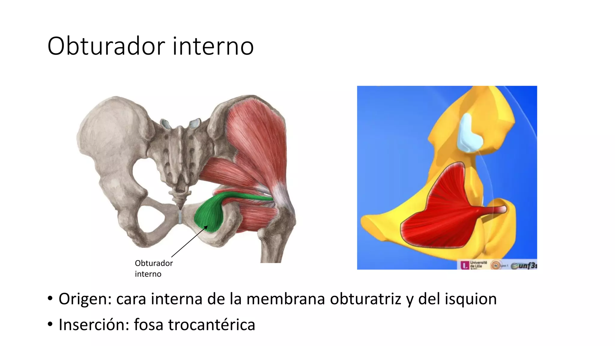 Músculos de las paredes internas de la cavidad pélvica | PPT
