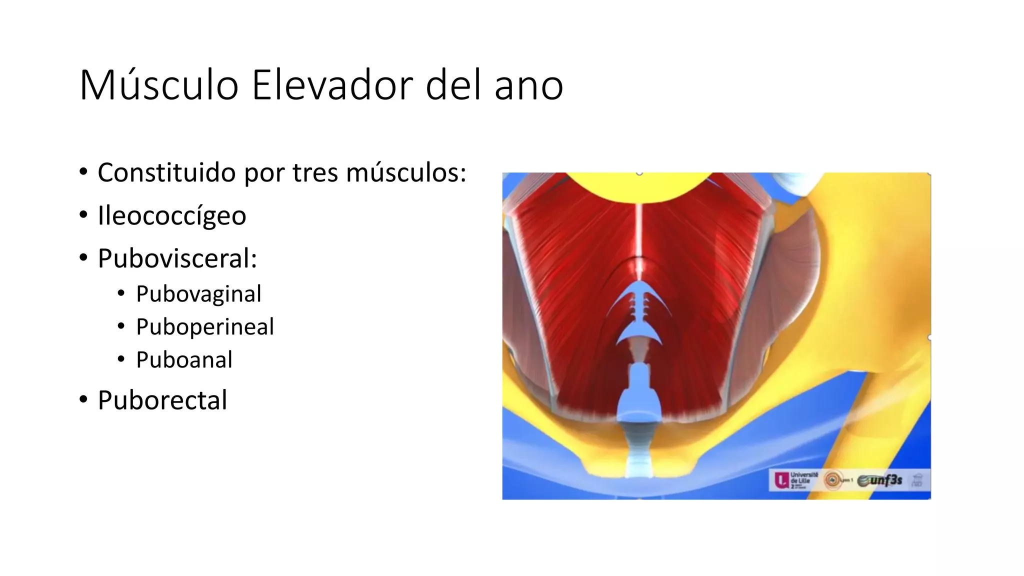 Músculos de las paredes internas de la cavidad pélvica | PPT