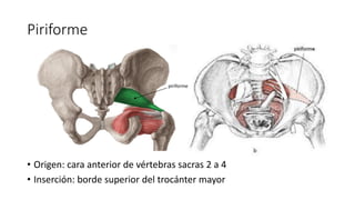 Músculos de las paredes internas de la cavidad pélvica | PDF