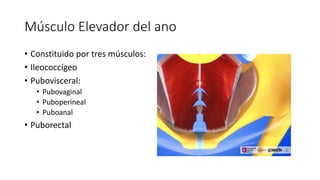 Músculos de las paredes internas de la cavidad pélvica | PDF
