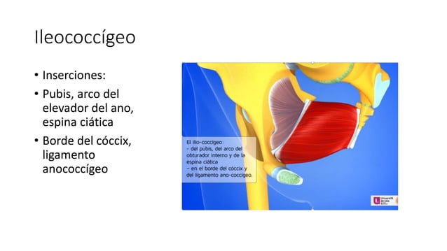 Músculos de las paredes internas de la cavidad pélvica | PPT