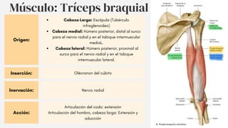 Músculos del brazo con su inervación, origen, inserción y función | PDF