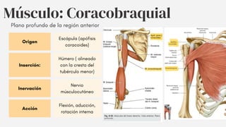 Músculos del brazo con su inervación, origen, inserción y función | PDF