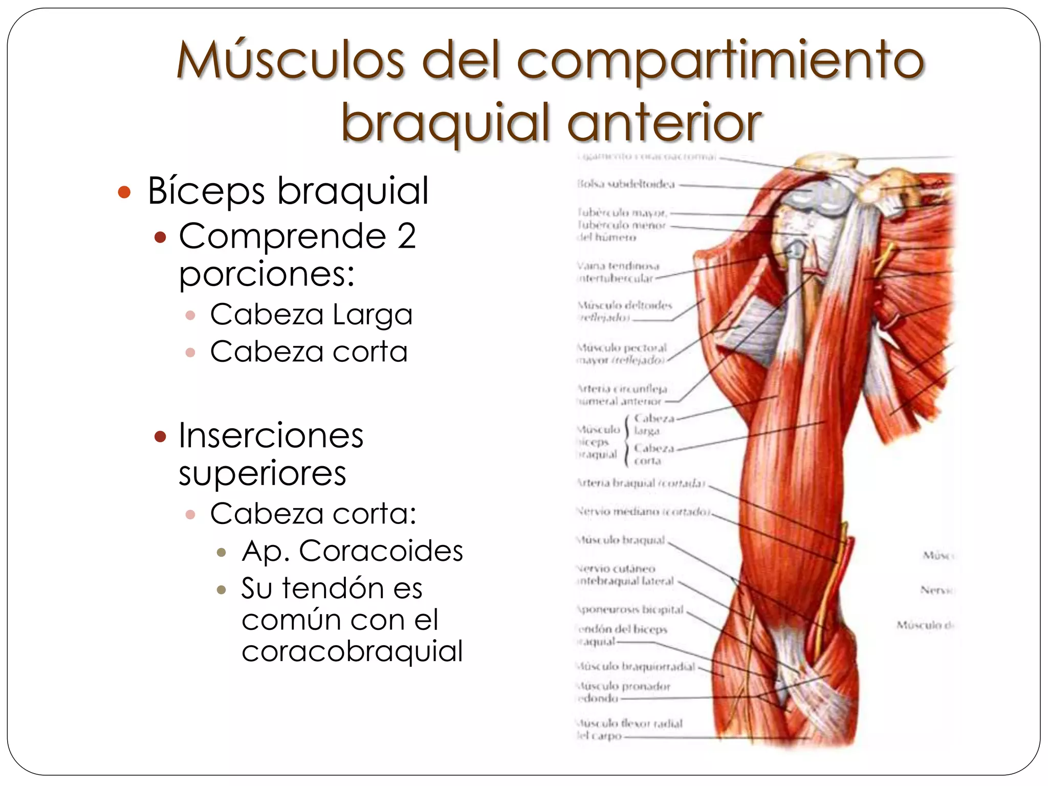 Músculos del brazo PPT 2.pdf