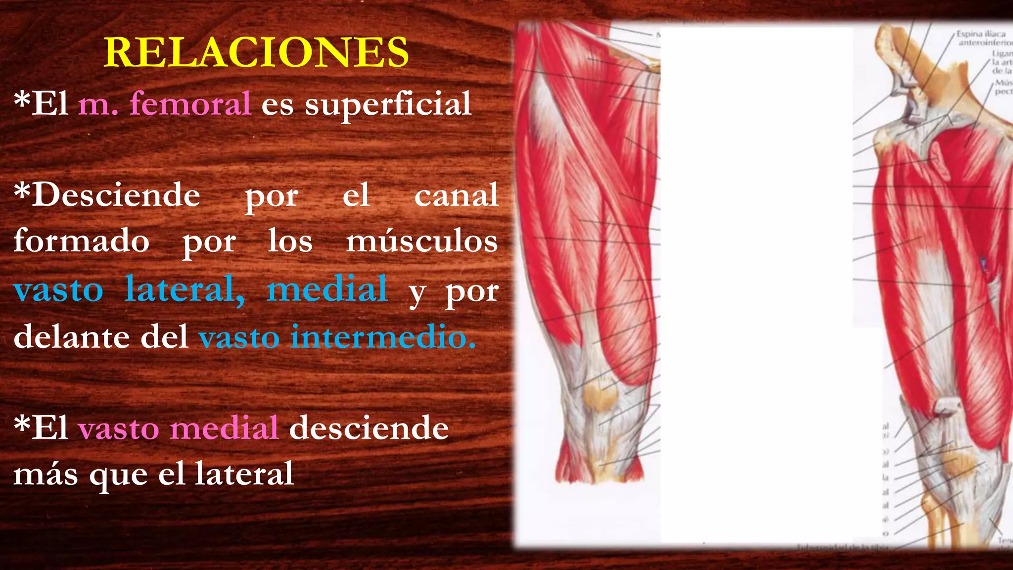 MUSCULOS DEL COMPARTIMENTO ANTERIOR DEL MUSLO. ANATOMÍA | PPT