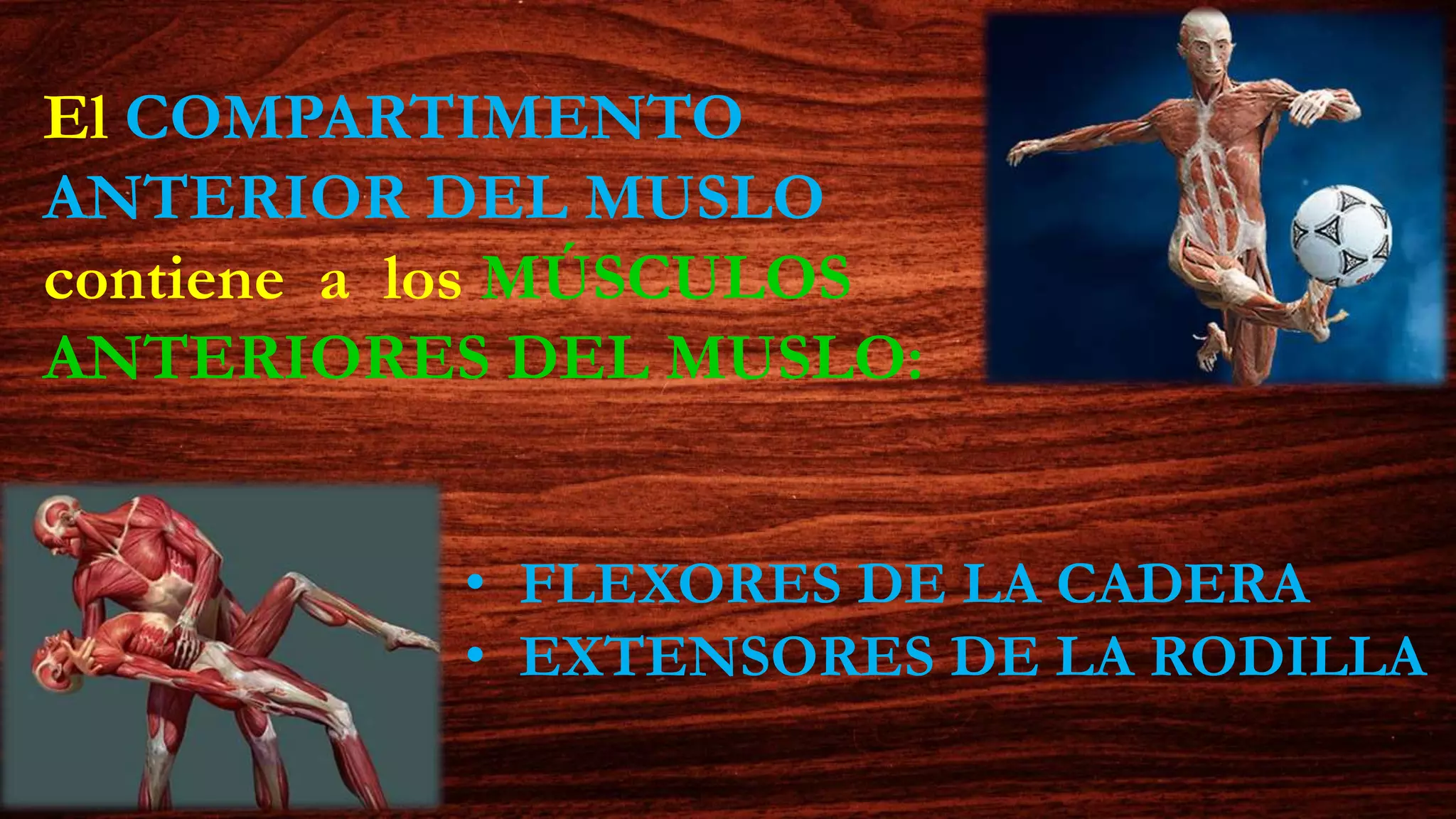 MUSCULOS DEL COMPARTIMENTO ANTERIOR DEL MUSLO. ANATOMÍA | PPT