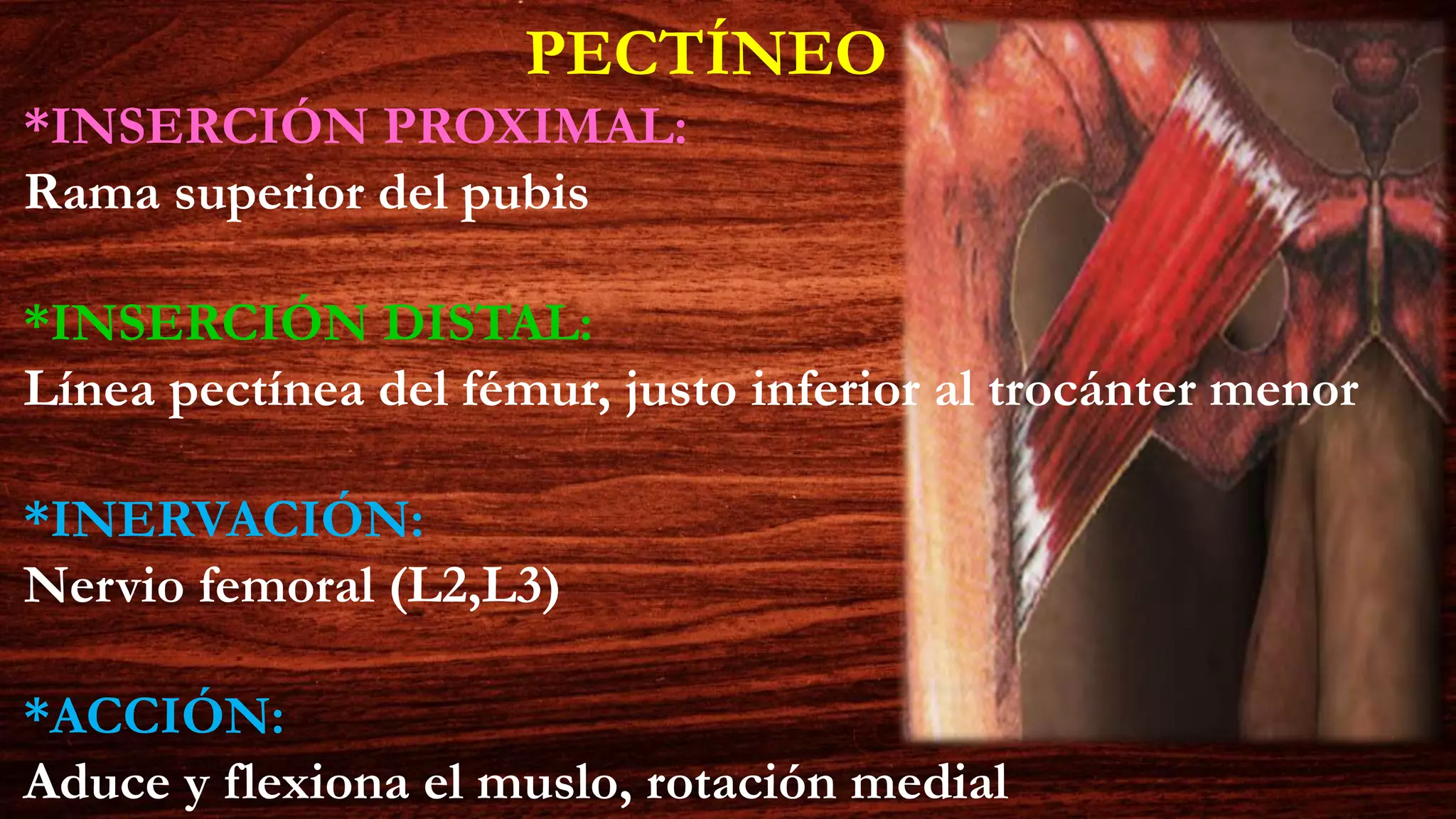 MUSCULOS DEL COMPARTIMENTO ANTERIOR DEL MUSLO. ANATOMÍA | PPT