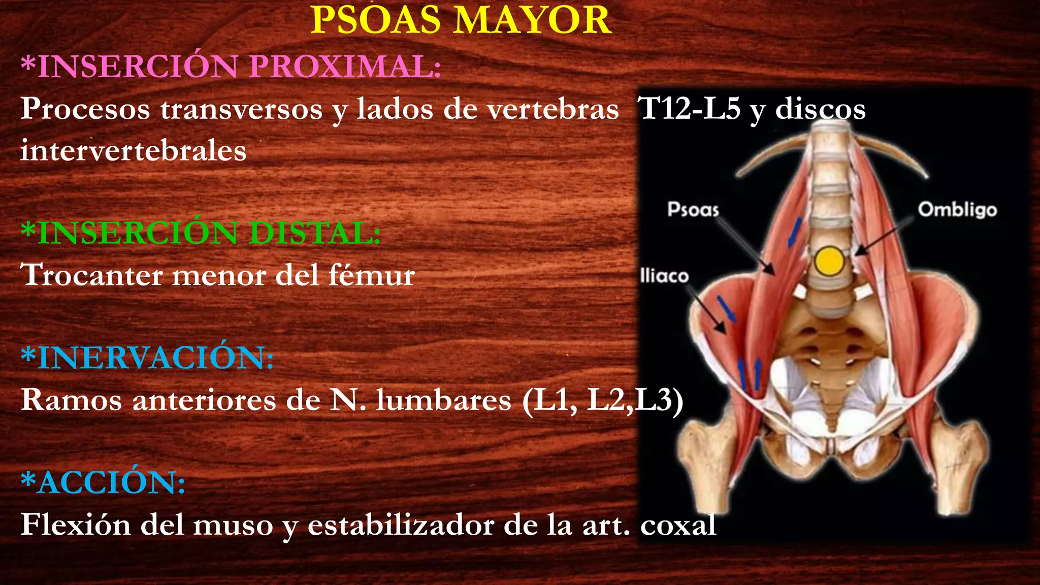 MUSCULOS DEL COMPARTIMENTO ANTERIOR DEL MUSLO. ANATOMÍA | PPT