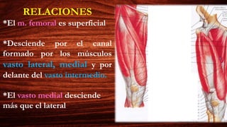 MUSCULOS DEL COMPARTIMENTO ANTERIOR DEL MUSLO. ANATOMÍA | PPTX