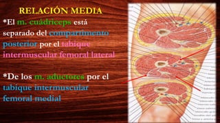 MUSCULOS DEL COMPARTIMENTO ANTERIOR DEL MUSLO. ANATOMÍA | PPTX