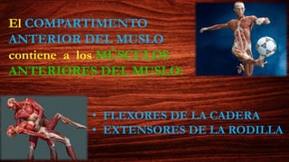 MUSCULOS DEL COMPARTIMENTO ANTERIOR DEL MUSLO. ANATOMÍA | PPTX