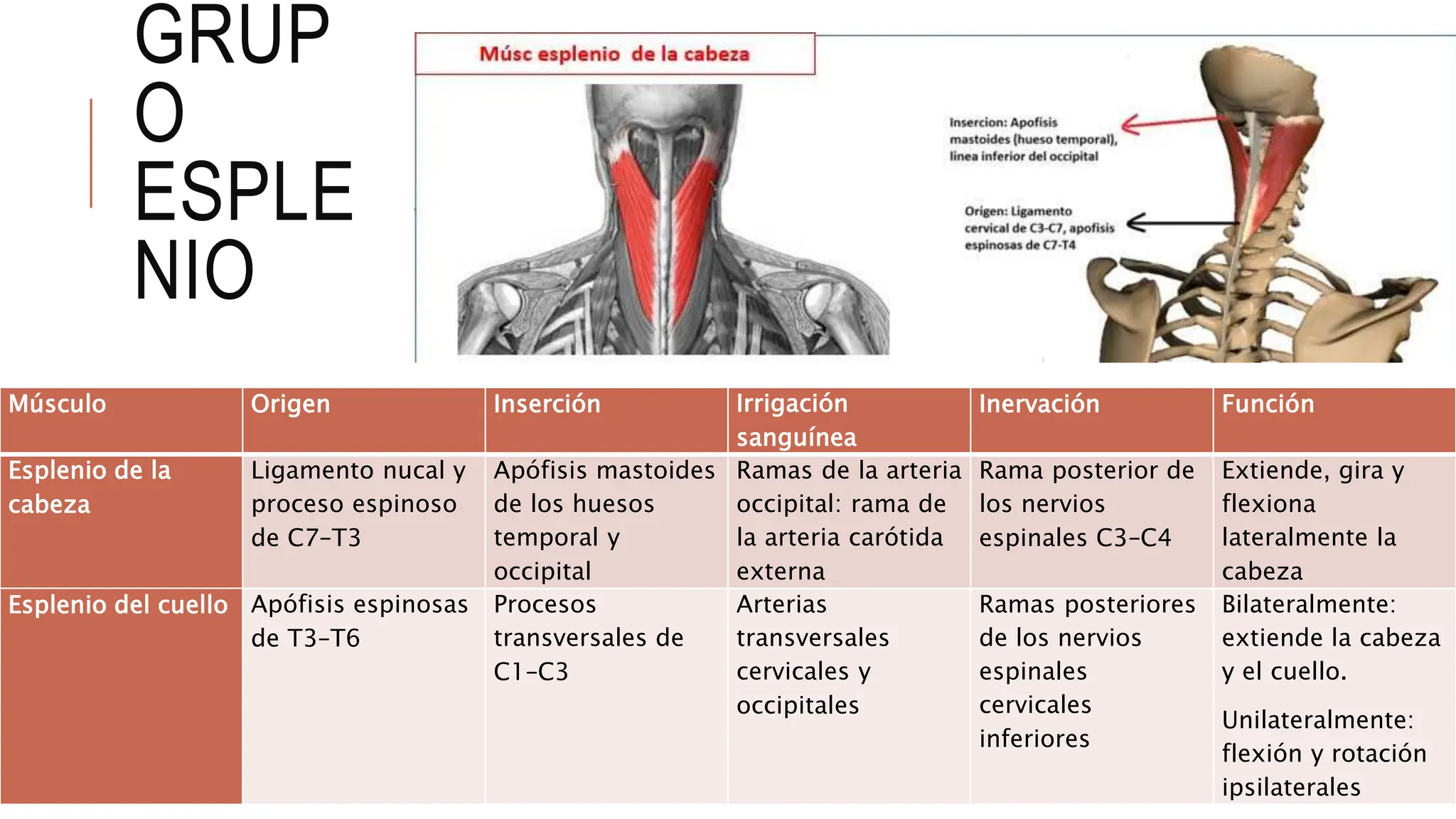 MÚSCULOS DEL CUELLO ANATOMIA PRIMER SEMESTREE.pptx