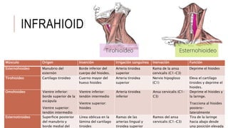 MÚSCULOS DEL CUELLO ANATOMIA PRIMER SEMESTREE.pptx