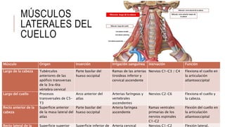 MÚSCULOS DEL CUELLO ANATOMIA PRIMER SEMESTREE.pptx