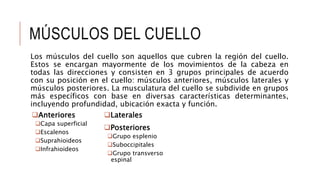 MÚSCULOS DEL CUELLO ANATOMIA PRIMER SEMESTREE.pptx