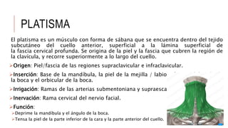 MÚSCULOS DEL CUELLO ANATOMIA PRIMER SEMESTREE.pptx