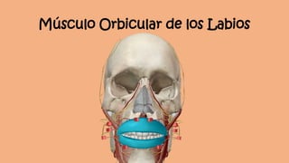 Resumen de los músculos de la cara .pptx