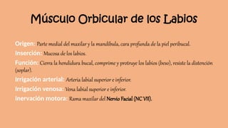 Resumen de los músculos de la cara .pptx