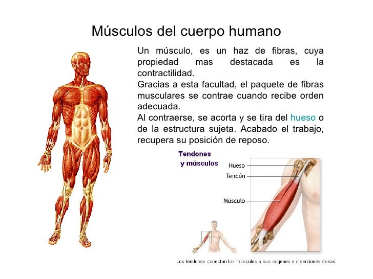 Los 20 Músculos Más Importantes Del Cuerpo Humano – GTST
