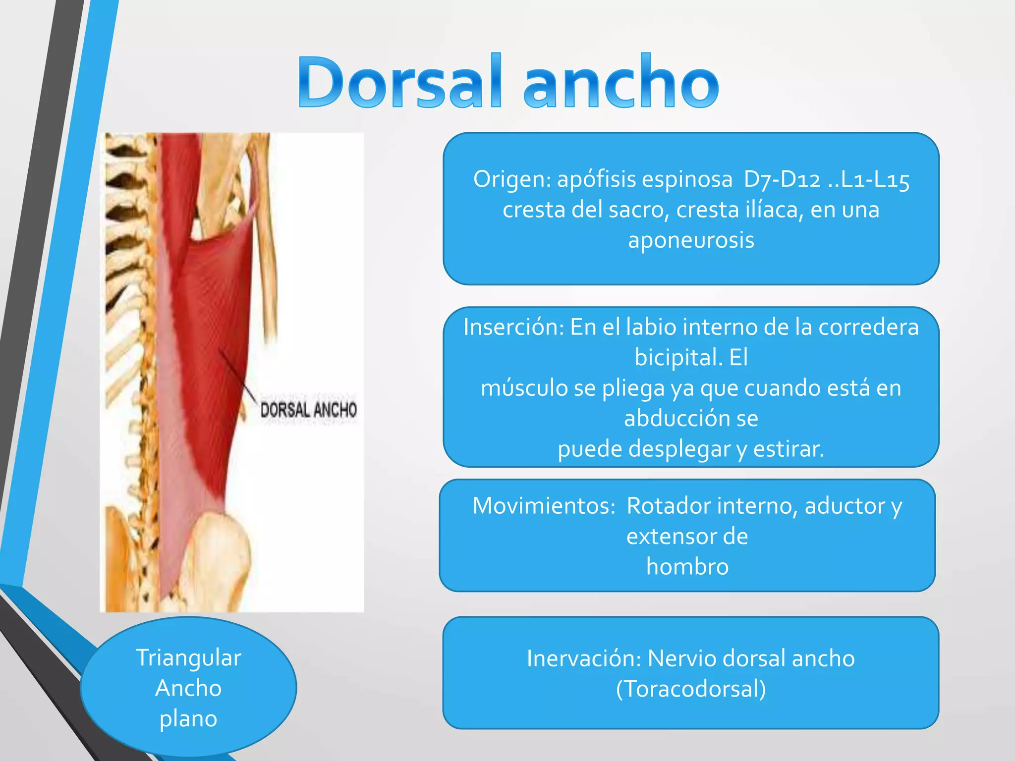 Músculos del dorso | PPTX