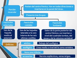 Músculos del dorso | PPTX
