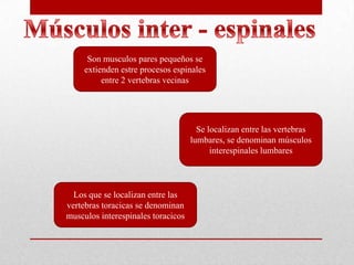 Músculos del dorso y el tórax | PPTX