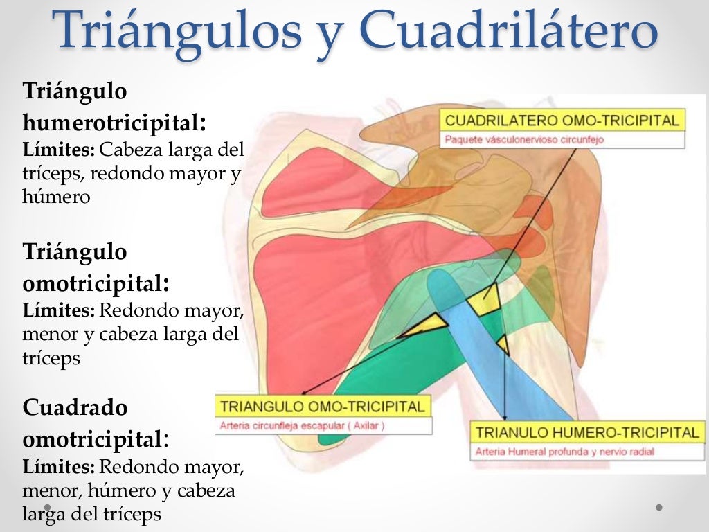 Triangulo Humerotricipital | My XXX Hot Girl