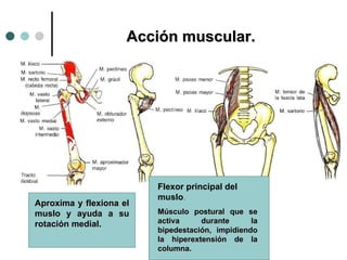 Músculos del miembro inferior | PPT