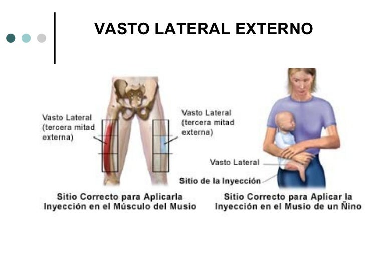 Músculos del miembro inferior