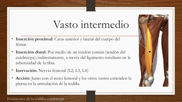 Músculos del miembro inferior