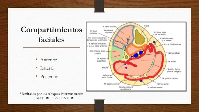 Músculos del miembro inferior