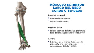 Músculos del miembro inferior | PPTX