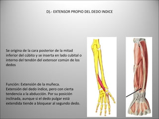Músculos del miembro superior | PPT