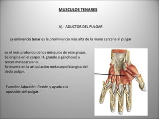 Músculos del miembro superior | PPT