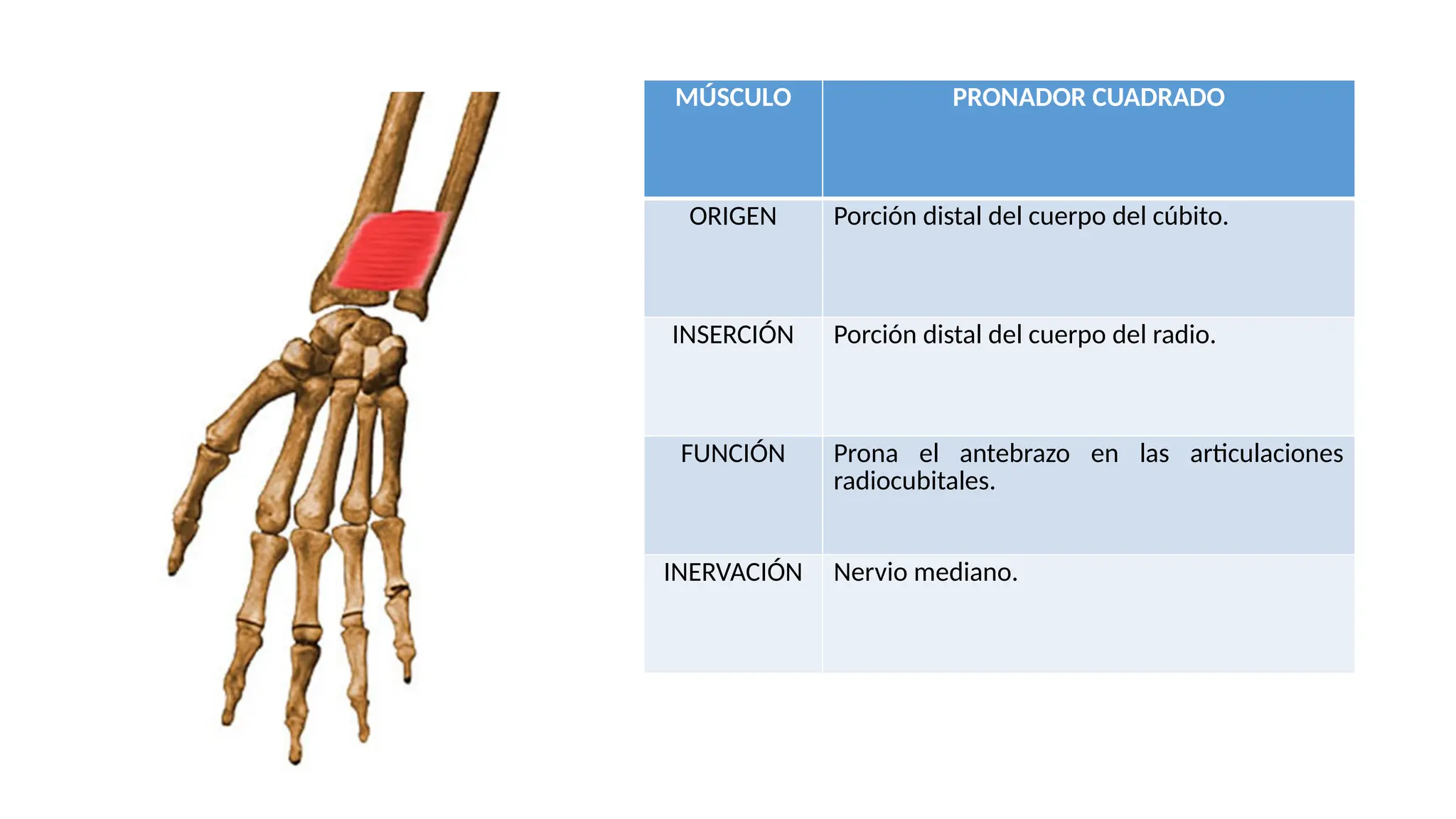 1828384929 Músculos del miembro superior.pptx