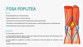 Músculos del muslo | PPTX