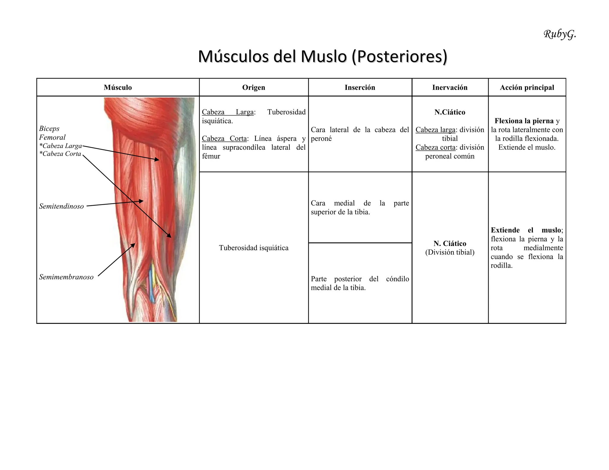 Musculos del muslo (Anteriores), inserciones | PDF | Death, Injury, or ...