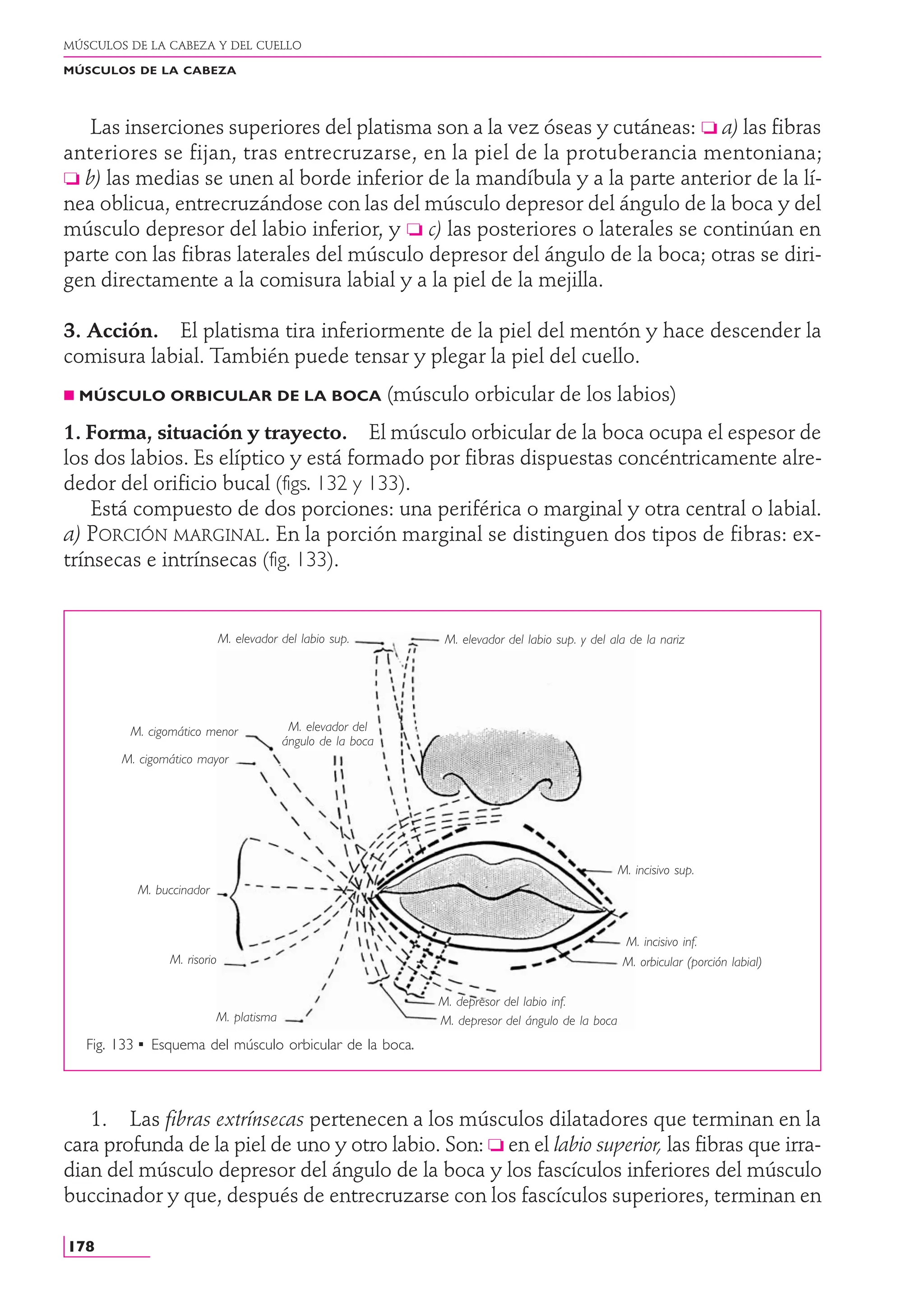 MUSCULOS DE LA CABEZA, MUSCULOS DE LOS LABIOS | PDF