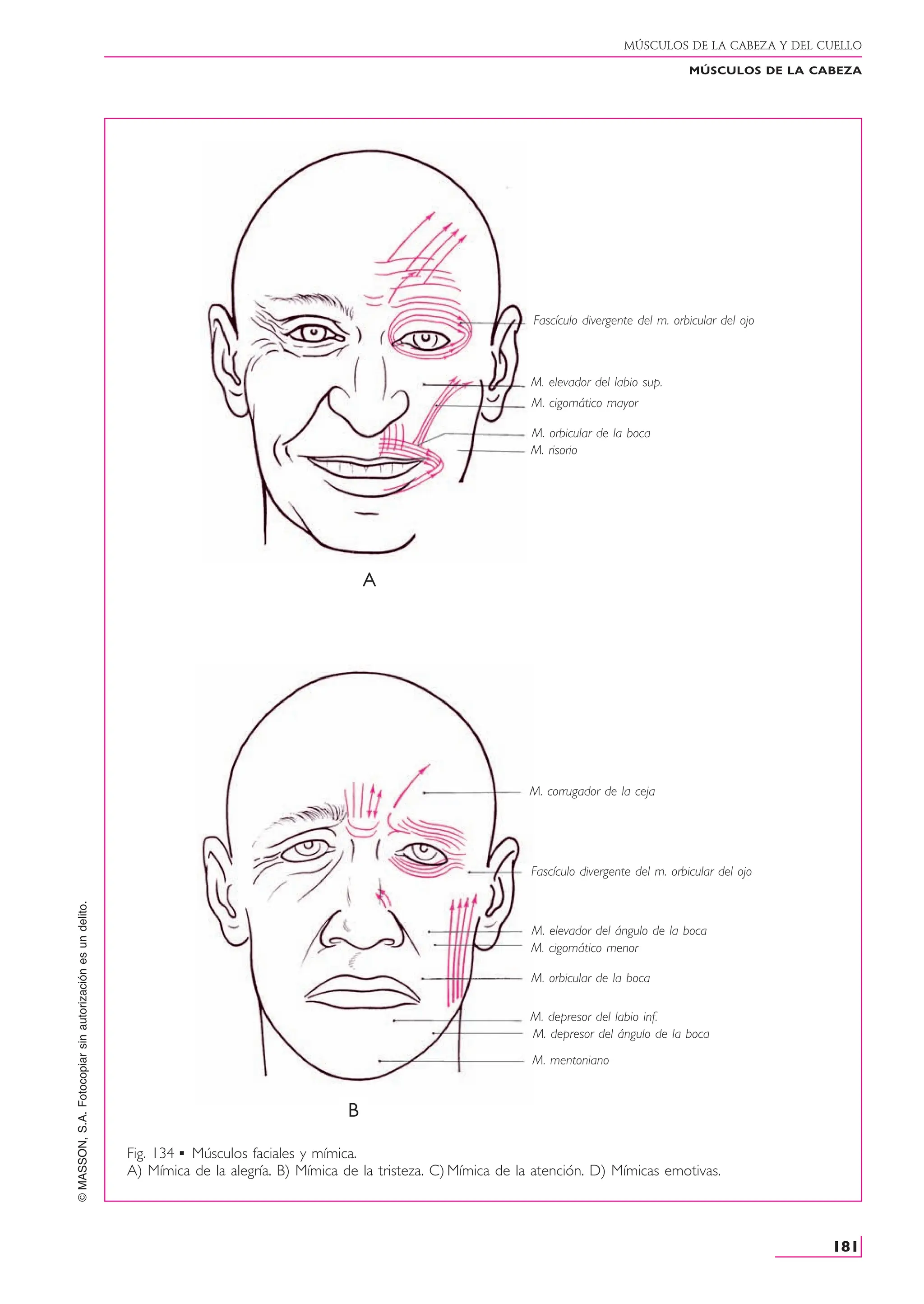 MUSCULOS DE LA CABEZA, MUSCULOS DE LOS LABIOS | PDF