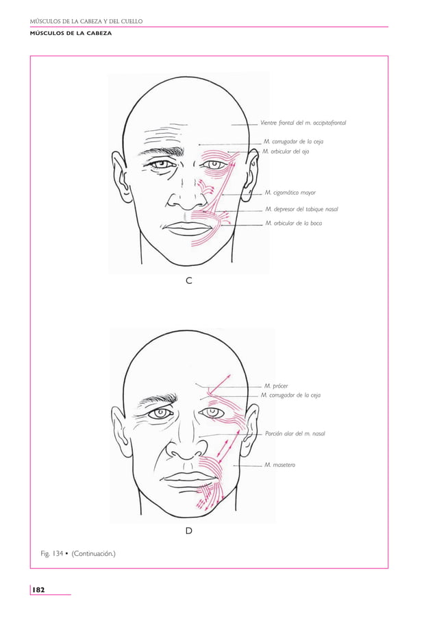 MUSCULOS DE LA CABEZA, MUSCULOS DE LOS LABIOS | PDF