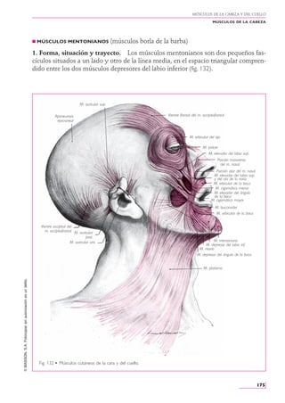 MUSCULOS DE LA CABEZA, MUSCULOS DE LOS LABIOS | PDF